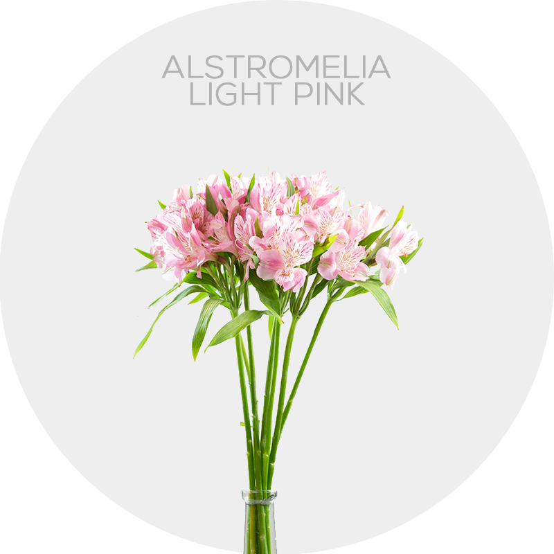 light pink alstro