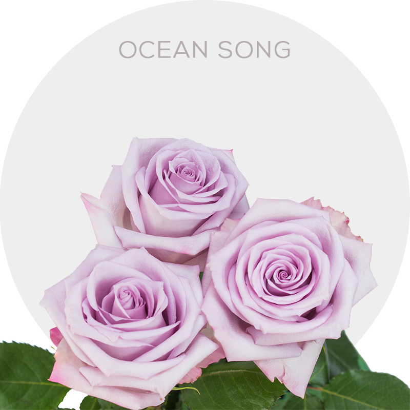 Ocean Song Rose