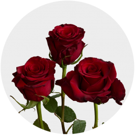 Red Paris Roses 50-60 cm | BellevueRoses.com