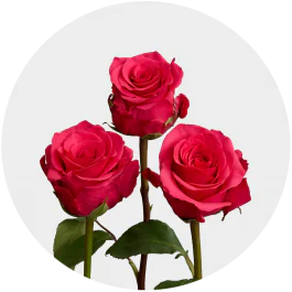Box Hot Pink V.I Pink 60 cm (100 St)| Bellevueroses.com
