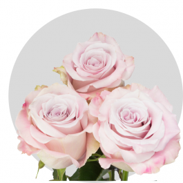 Lavender Faith Roses 40-60 cm | BellevueRoses.com