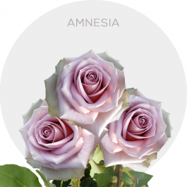 Lavender Amnesia Roses 40-60 cm | Bellevueroses.com