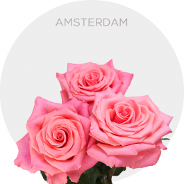 Coral Amsterdam Roses 40-60 cm | BellevueRoses.com