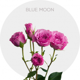 Spray Blue Moon Roses 40-60 cm| Bellevueroses.com