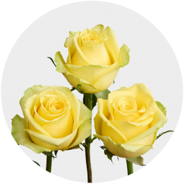 Yellow Stardust Roses 50-60 cm | BellevueRoses.com
