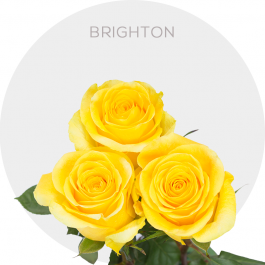 Yellow Brighton Roses 50-70 cm | BellevueRoses.com