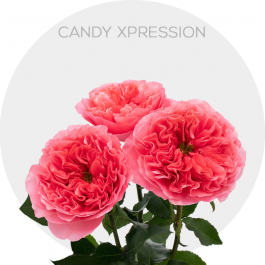 Pink Candy Xpression Garden Roses 40-60 cm | BellevueRoses.com