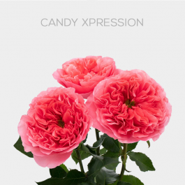 Pink Candy Xpression 60 cm (25 St bunch) | Bellevueroses.com