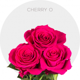 Hot Pink Cherry Oh! 40-60 cm | Bellevueroses.com