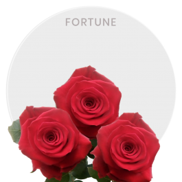 Red Fortune Roses 40-60 cm | BellevueRoses.com