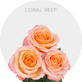 Coral Reef Roses 40-60 cm | Bellevueroses.com
