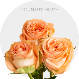 Country Home Roses – Farm-Direct Pink & Cream Roses 40-60 cm ...