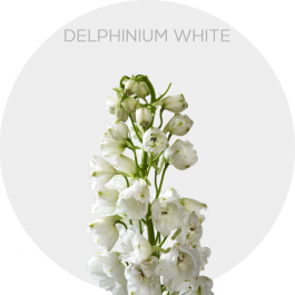 Flower's Delphinium Elatum White 50-60 cm (250 St) | Bellevueroses.com