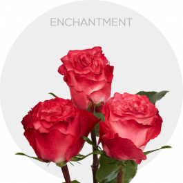 Garden Red/White Enchantment Roses 40-50 cm| Bellevueroses.com