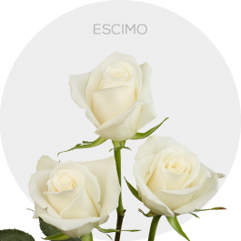 White Escimo Roses 40-70 cm| Bellevueroses.com