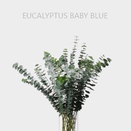 Greenery Eucalyptus Baby Blue (10 St bunch)| Bellevueroses.com