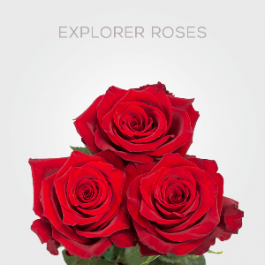 Red Explorer Roses 60 cm (25 St bunch) | Bellevueroses.com