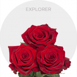 Explorer Roses – Farm-Direct Premium Long Stem | 50-70 cm ...