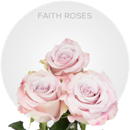 Lavender Faith Roses 40-60 cm | BellevueRoses.com