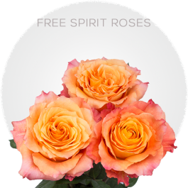 Garden Free Spirit Roses 40-60 cm | Bellevueroses.com
