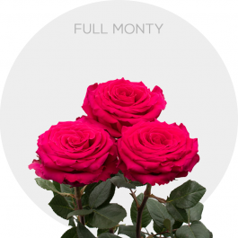 Full Monty 40-60 cm | BellevueRoses.com