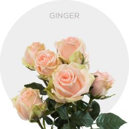 Peach Spray Ginger 40-60 cm | Bellevueroses.com