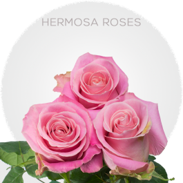 Pink Hermosa Roses 50-70 cm | BellevueRoses.com