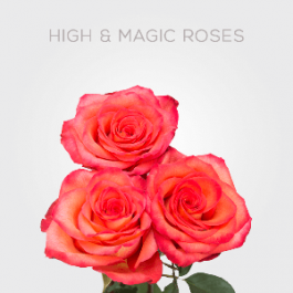 Bicolor High & Magic Roses 50 cm (25 St bunch) | Bellevueroses.com