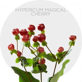 Flowers Hypericum Magical Cherry 70 cm | Bellevueroses.com