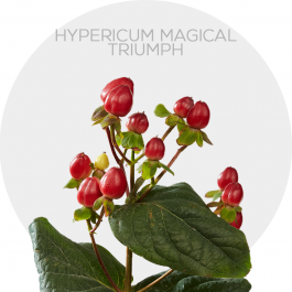 Flowers Hypericum Magical Triumph | Bellevueroses.com