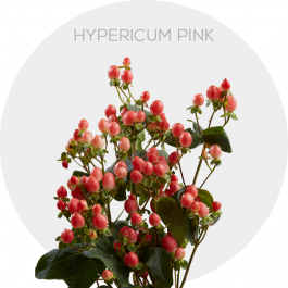 Hypericum Magical Cherry | Bellevueroses.com