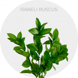 Greenery Ruscus (240 St) | Bellevueroses.com