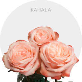Peach Kahala Roses 40-60 cm | Bellevueroses.com