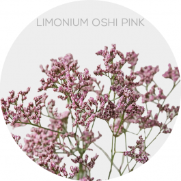Flowers Limonium Oshi Pink | Bellevueroses.com