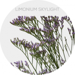 Flowers Limonium Skylight Lavender| Bellevueroses.com