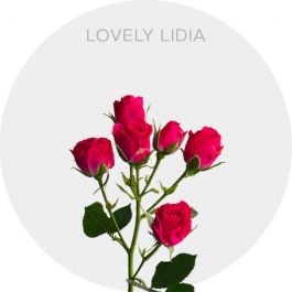Hot Pink Lovely Lidia Spray 40-60 cm | Bellevueroses.com