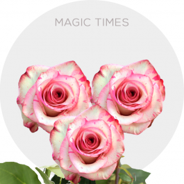 Hot Pink/Cream Magic Times Roses 40-60 cm| BellevueRoses.com