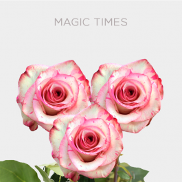 Bicolor Magic Times Roses 60 cm (25 St bunch)| Belleuveroses.com