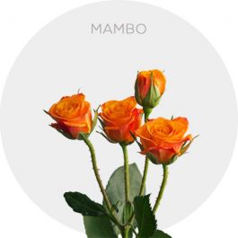 orange mambo spray roses 40-60 cm |Bellevueroses.com