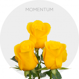Yellow Momentum Roses 50-60 cm| Bellevueroses.com