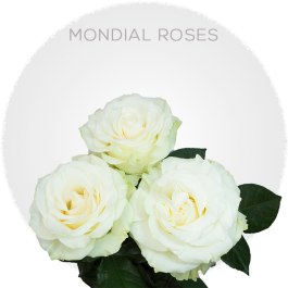 White Mondial Roses 50-70 cm | BellevueRoses.com