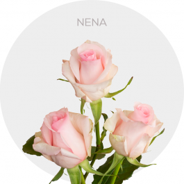 Light Pink Nena Roses 40-60 cm | Bellevueroses.com