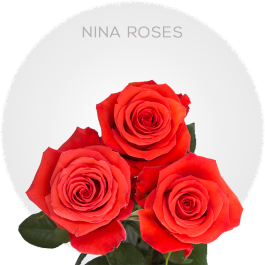 Orange Nina Roses 40-60 cm | Bellevueroses.com