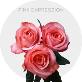 Garden Pink Expression Roses 40-60 cm | BellevueRoses.com