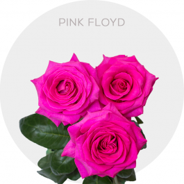 Hot Pink Floyd Roses 50-60 cm | BellevueRoses.com