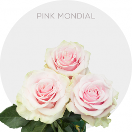 Light Pink Mondial Roses 50-70 cm | BellevueRoses.com