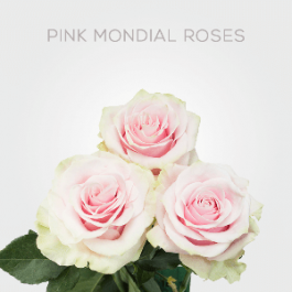 Box Light Pink Mondial Roses 60 cm (100 St) | Bellevueroses.com