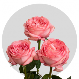 Garden Pink Xpression Roses 40-60 cm | BellevueRoses.com