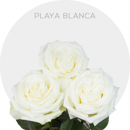 White Playa Blanca Roses 50-60 cm | BellevueRoses.com