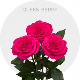 Queen Berry Roses | BellevueRoses.com
